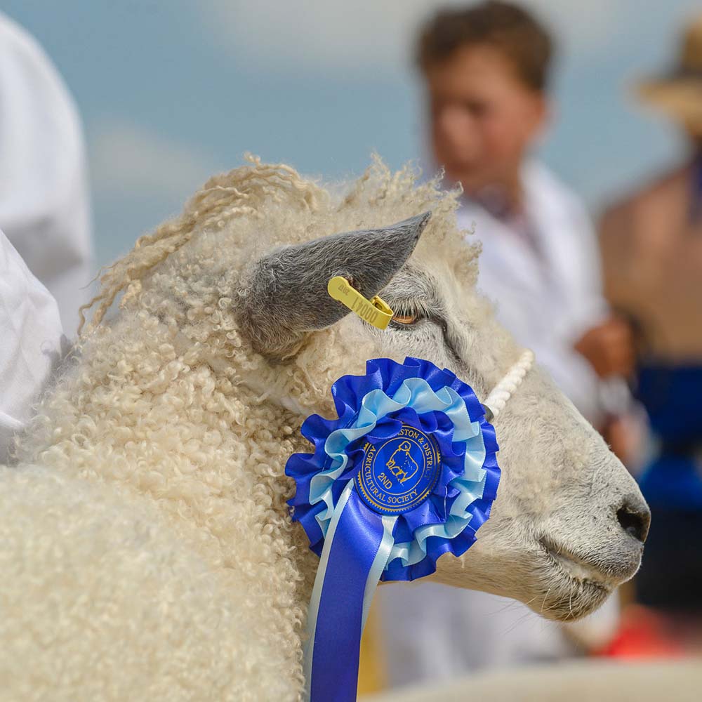 Sheep & Lamb Events - Blaston Show