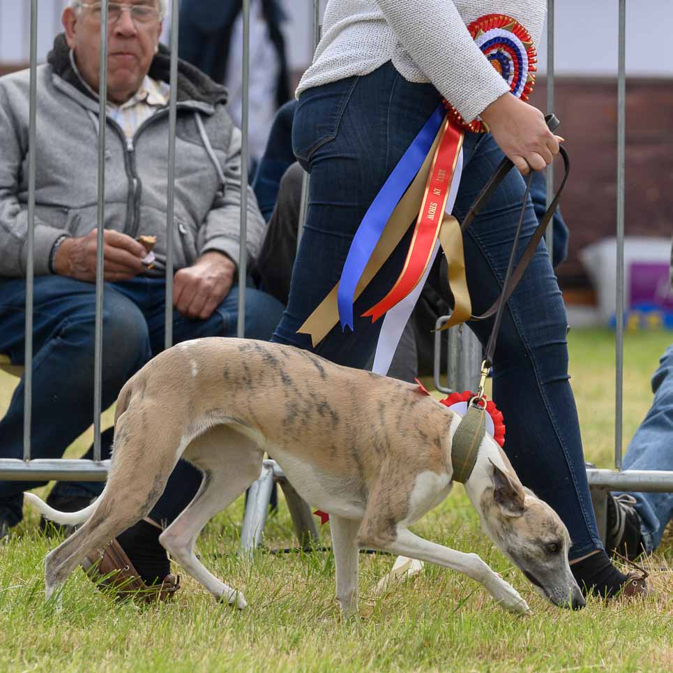 Dog Show Events - Blaston Show